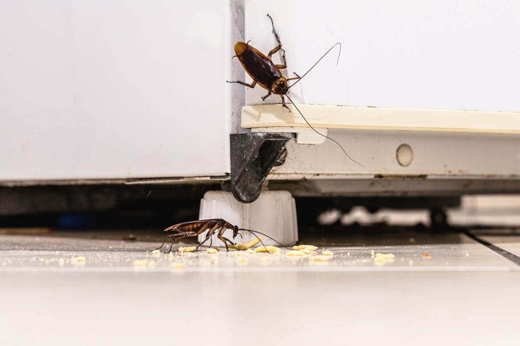 Can Pest Control Get Rid of Roaches? | Clegg's Pest Control