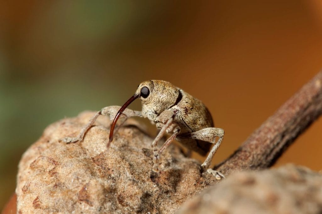 What Is An Acorn Weevil? - Clegg's Pest Control