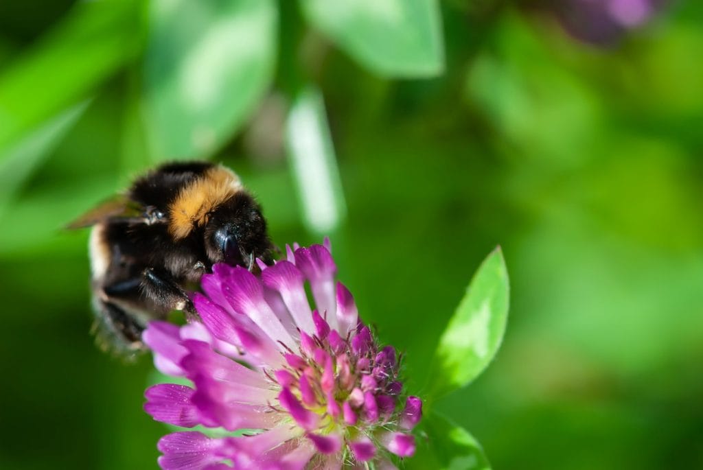 What are the Benefits of Bumble Bees? | Clegg's Pest Control