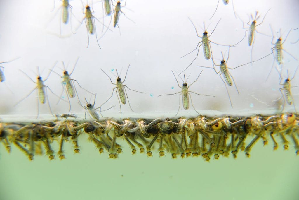 How Long Do Mosquitoes Live? - Clegg's Pest Control