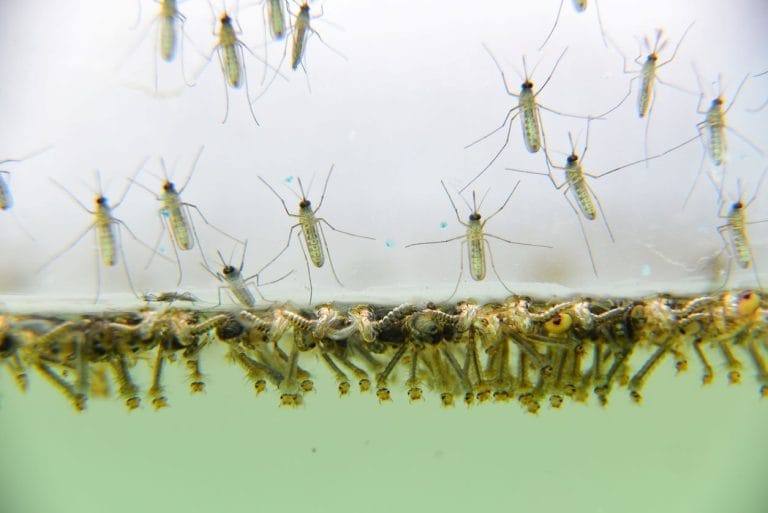 How Long Do Mosquitoes Live? - Clegg's Pest Control