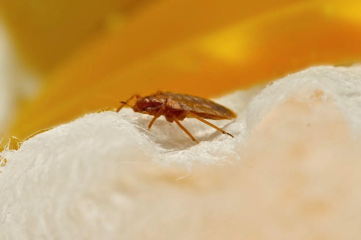 What You Need To Know About Bed Bugs | Clegg's Pest Control