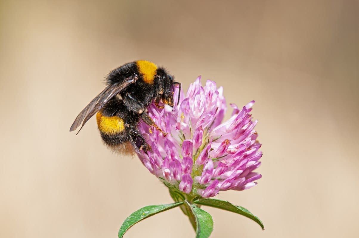 The Buzz About Bees: Understanding and Managing Bees and Wasps in North ...